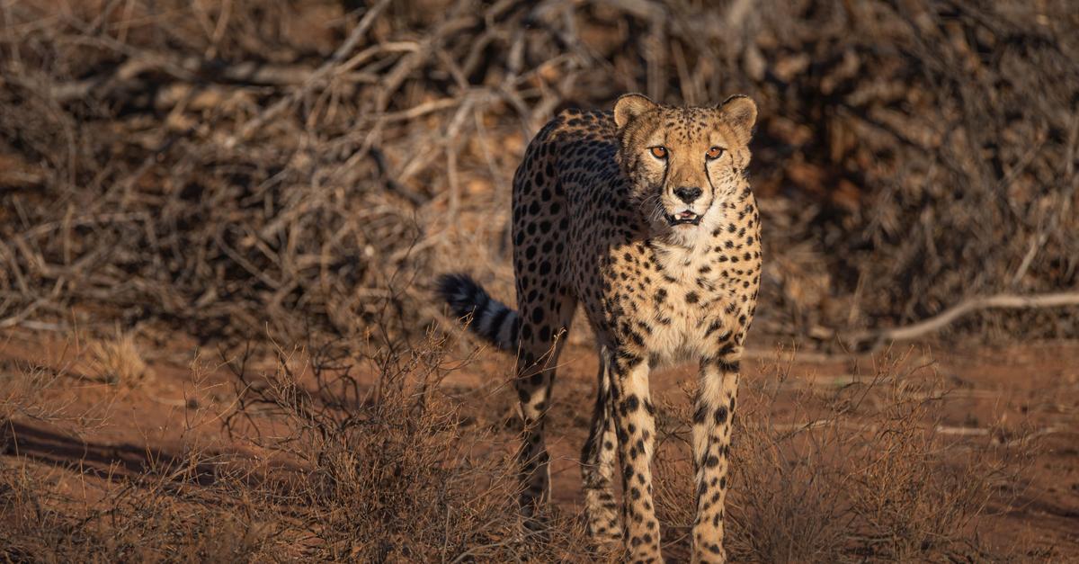 Wormel: Sprinter-Alarm